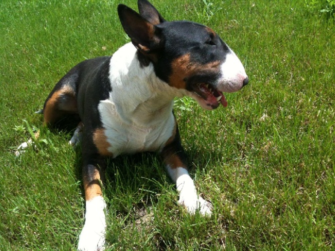 Accueil - Elevage Damien Mallet - eleveur de chiens Bull Terrier
